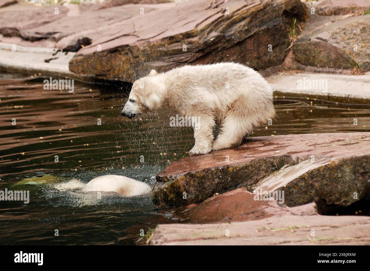 Small polar bear (Ursus maritimus) shaking itself dry, Nuremberg Zoo ...