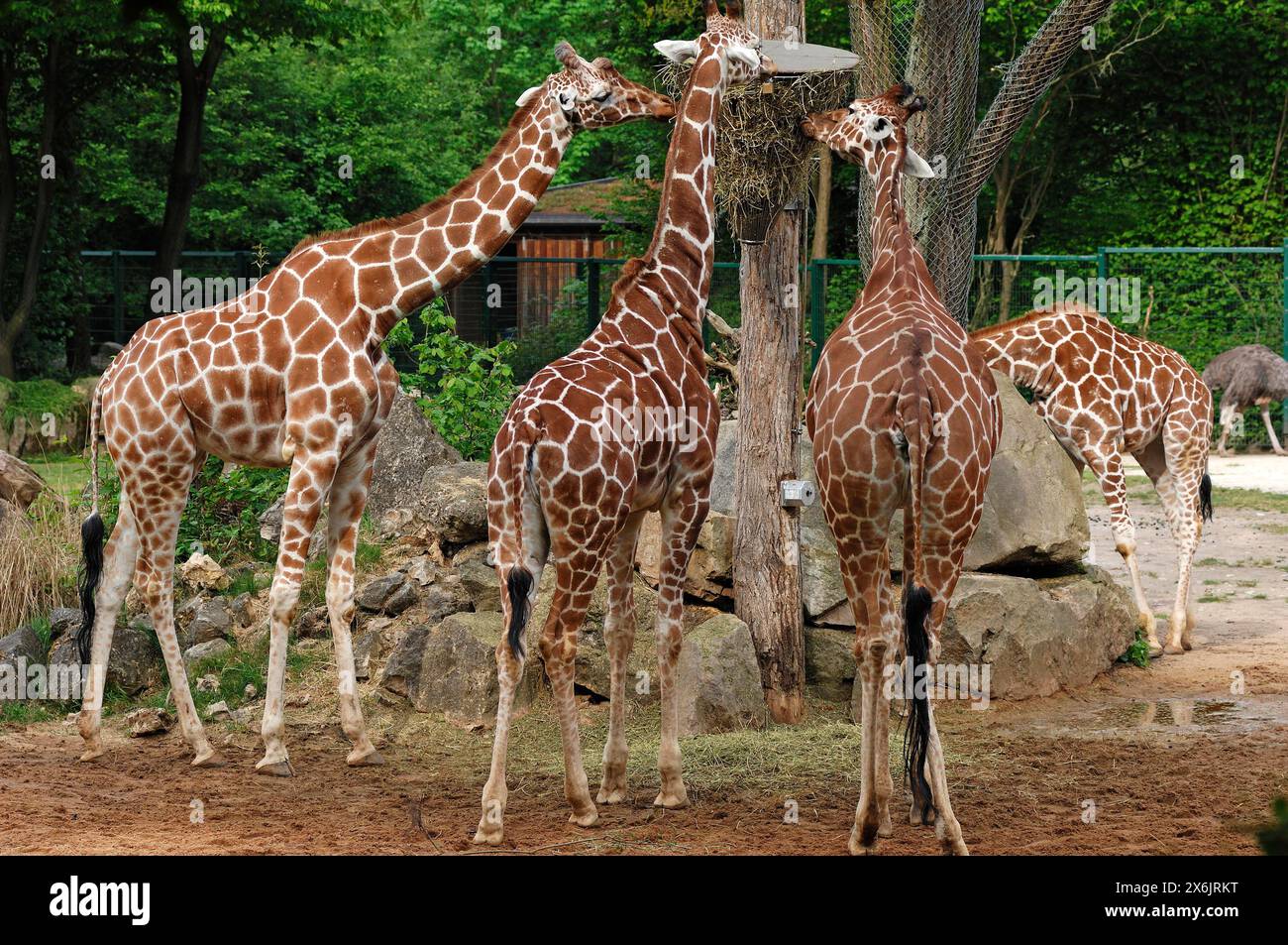Three reticulated giraffes, Giraffa camelopardalis reticulata, eating ...
