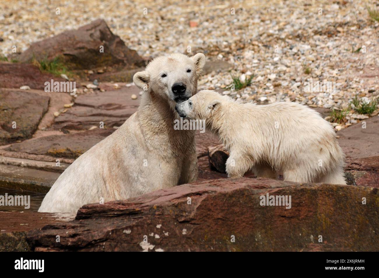 Polar bear mother with young polar bears (Ursus maritimus) . Nuremberg ...