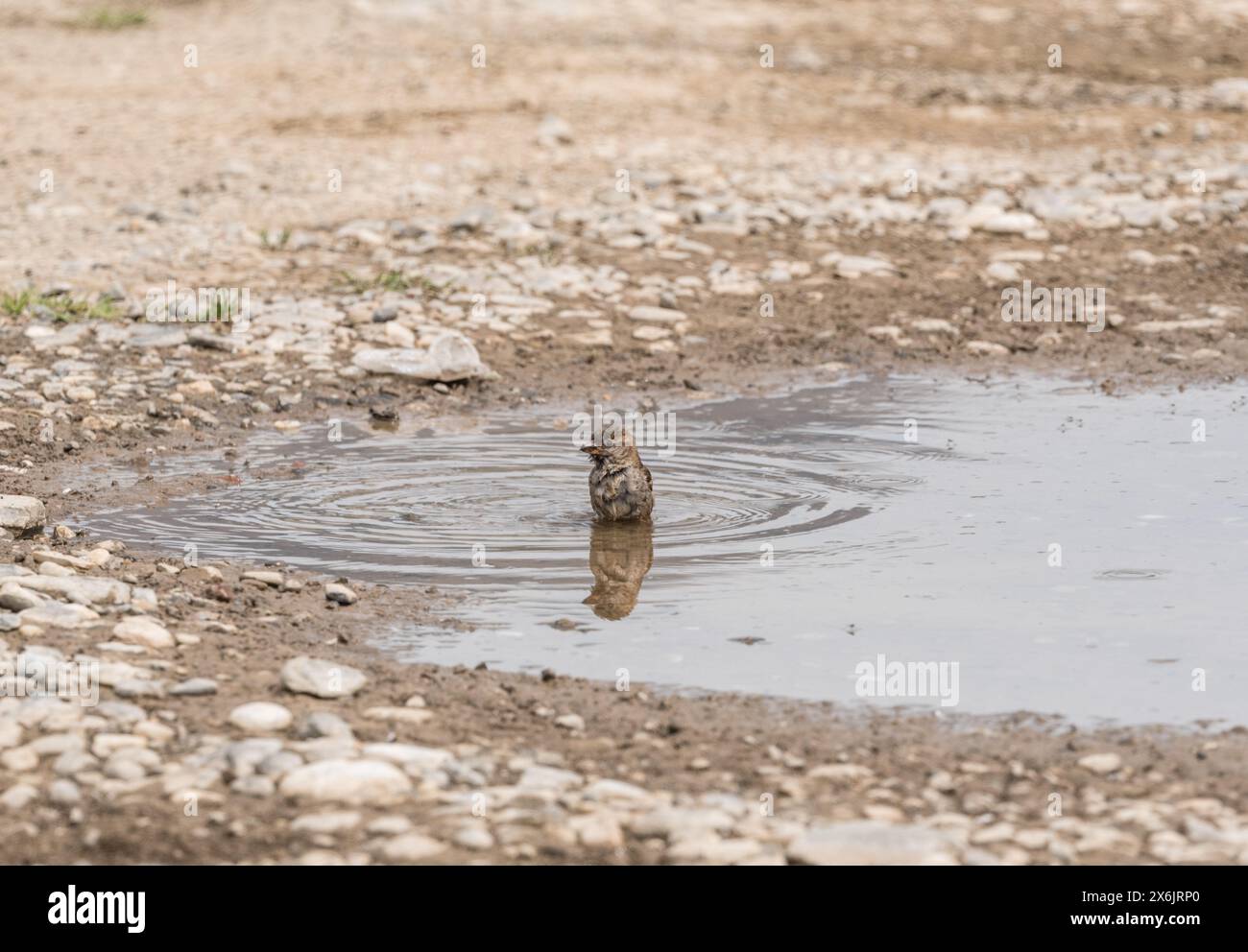 Female House Sparrow (Passer domesticus) washing in a puddle in Turkiye ...