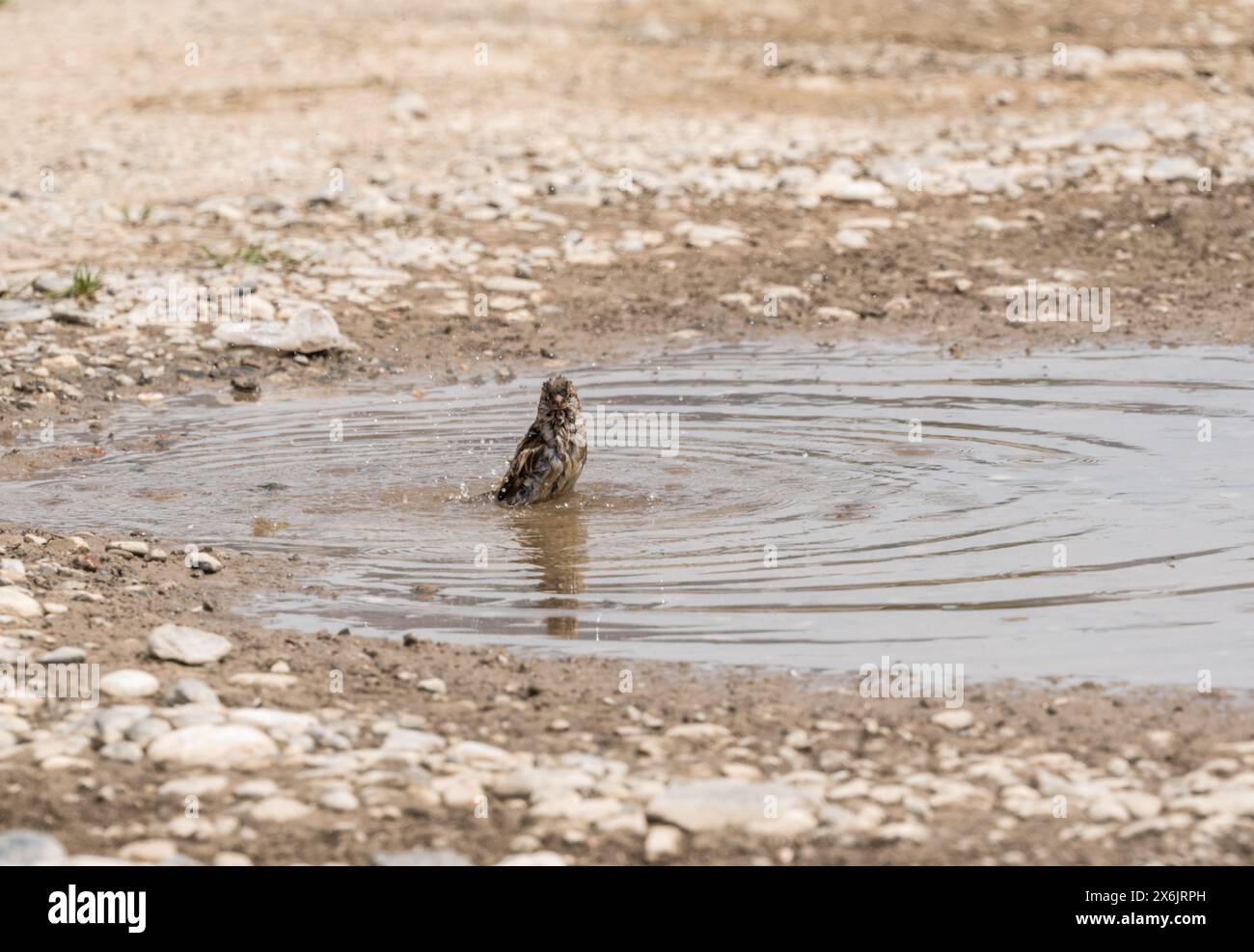Female House Sparrow (Passer domesticus) washing in a puddle in Turkiye ...