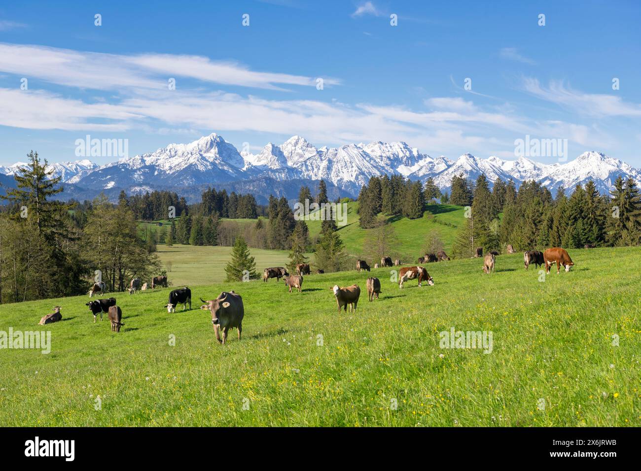 Dairy cows on a pasture, snow-covered mountains, hiking area, forest ...