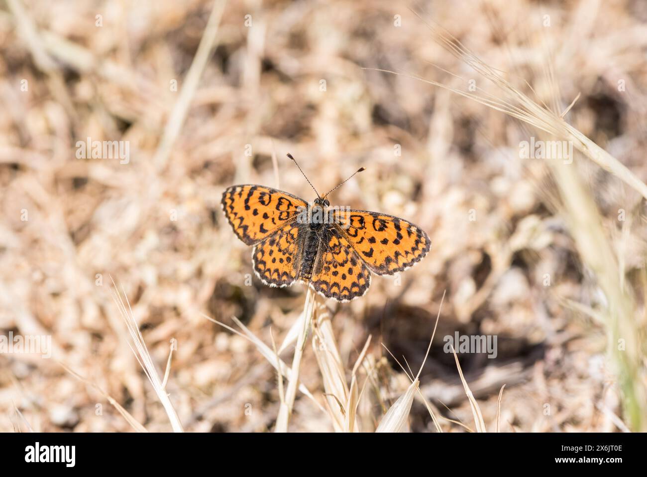 Perched Lesser Spotted Fritillary (Melitea trivia) at Pamukkale, Turkey ...
