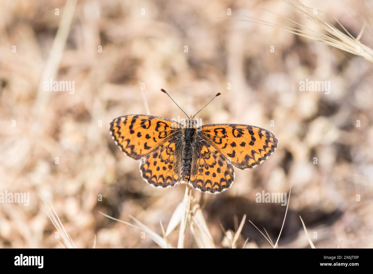 Perched Lesser Spotted Fritillary (Melitea trivia) at Pamukkale, Turkey ...