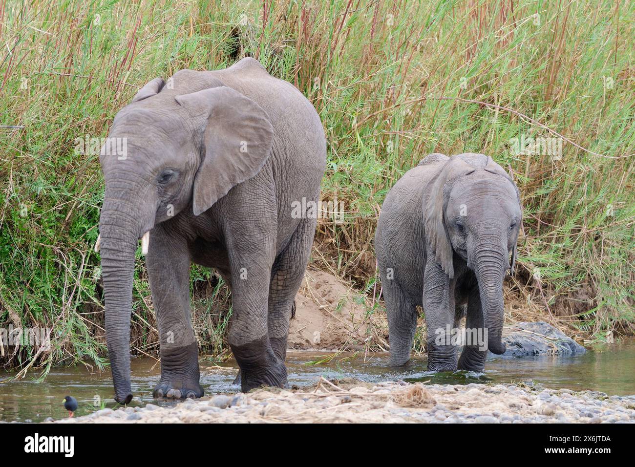 2 elephant calves hi-res stock photography and images - Alamy