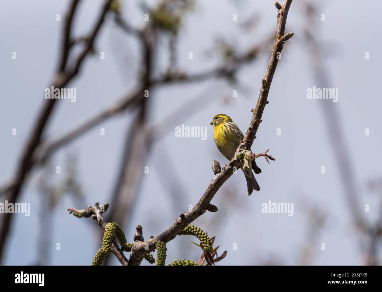 Male Serin (Serinus serinus) perched in a tree in Turkiye Stock Photo ...