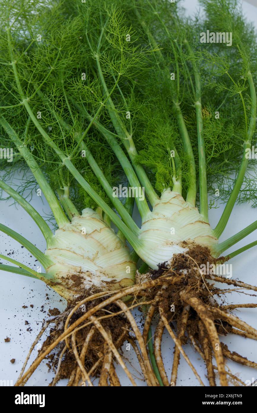 Fennel plant with roots with soil freshly pulled from an organic garden ...