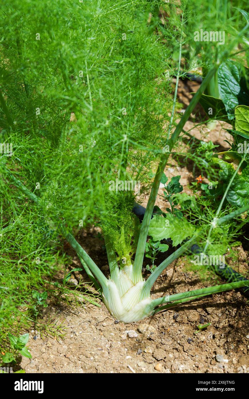 Bulbing fennel hi-res stock photography and images - Alamy