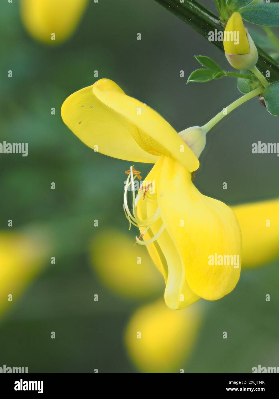 Flower of broom, common broom (Cytisus scoparius), Ratten, Styria ...
