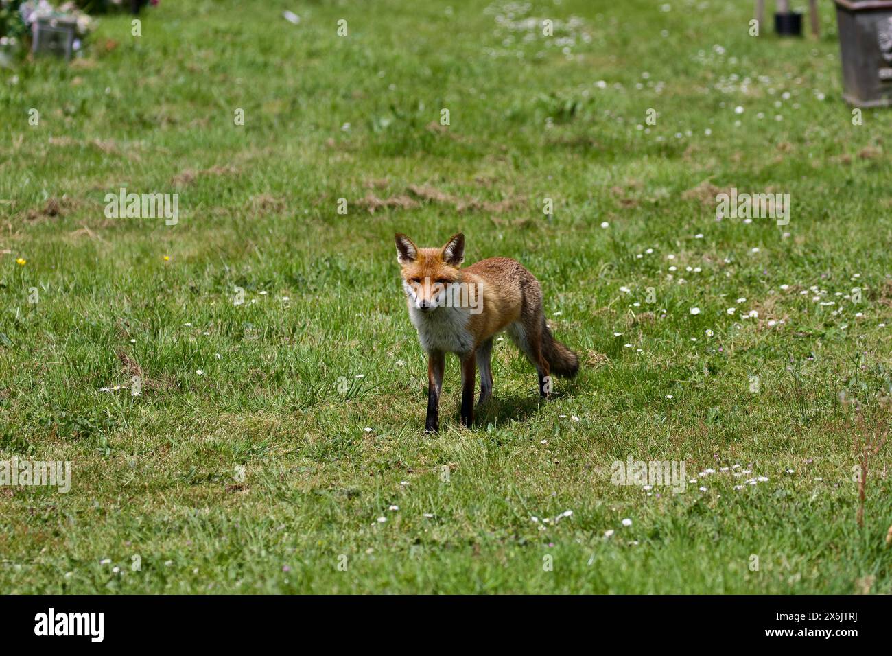 Red Fox hunting in the City of London Cemetery, Wanstead, Essex, UK ...