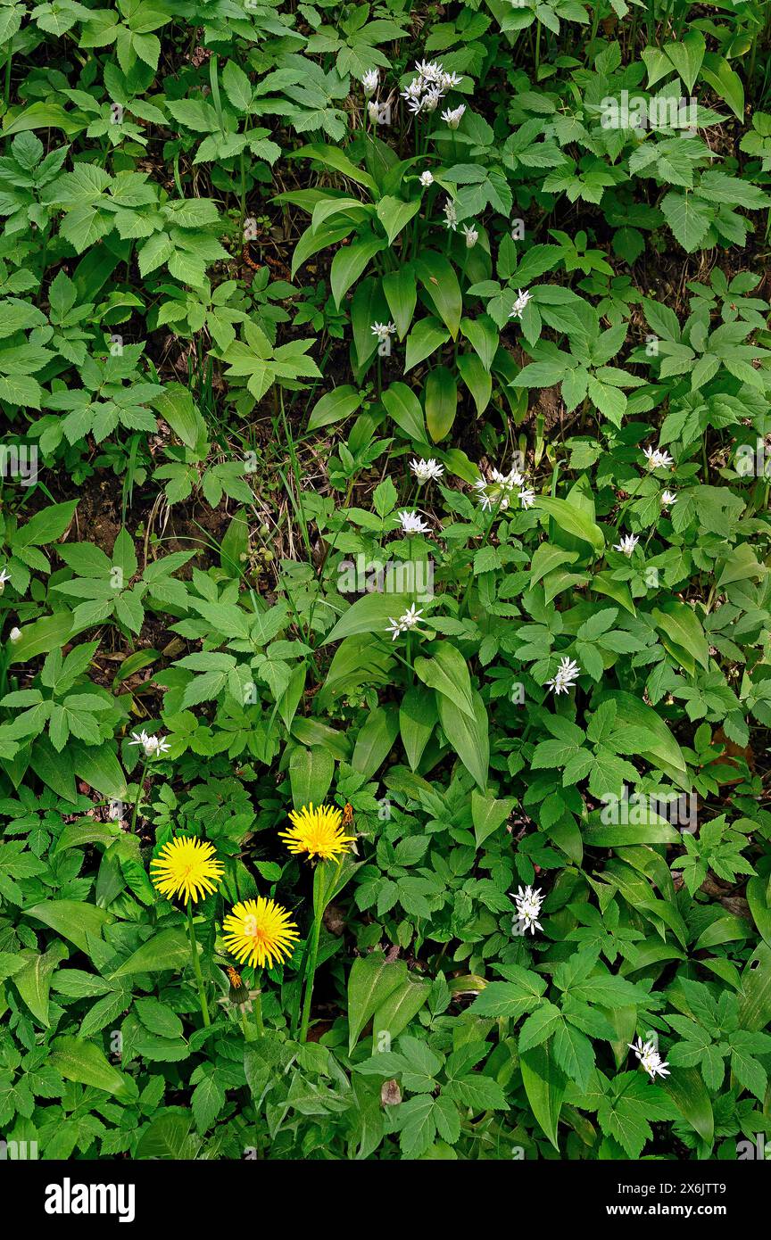 Common dandelion (Taraxacum sect.) and ramson (Allium ursinum), Bavaria ...