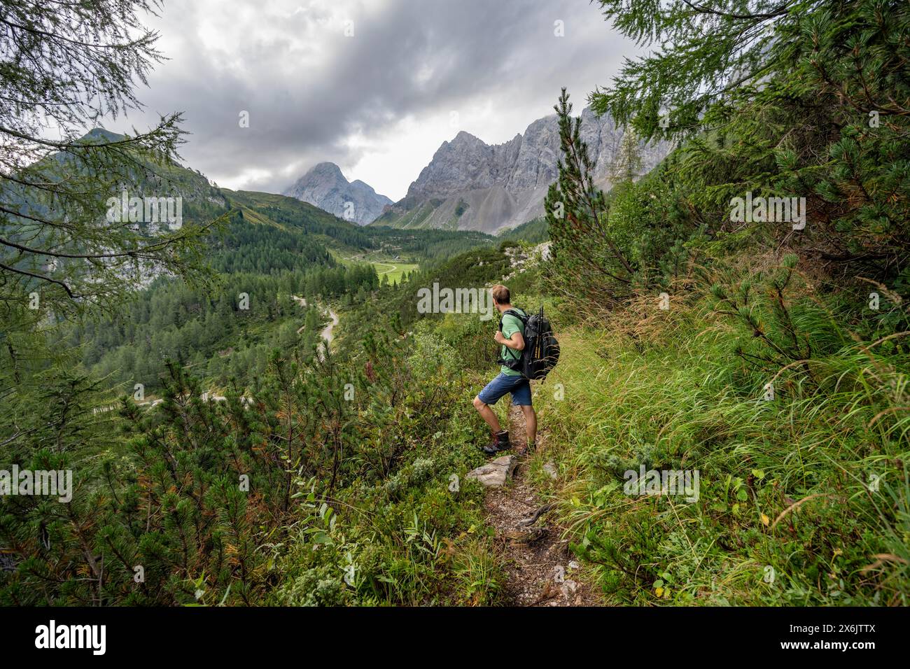 Mountaineer on a hiking trail between mountain pines, Carnic High Trail, view back to the Upper ...