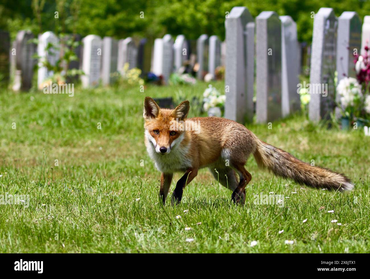 Red Fox hunting in the City of London Cemetery, Wanstead, Essex, UK ...