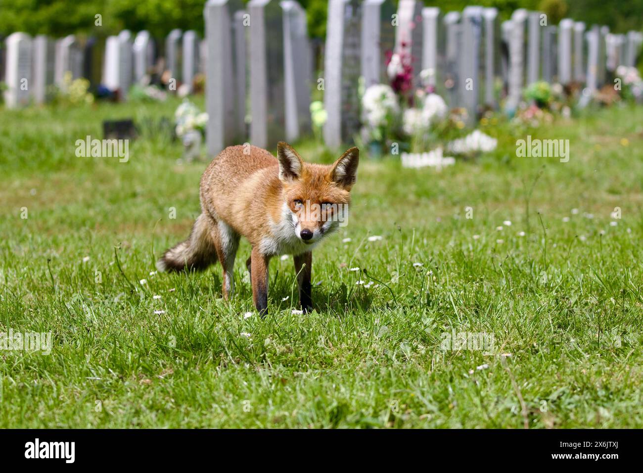 Red Fox hunting in the City of London Cemetery, Wanstead, Essex, UK ...