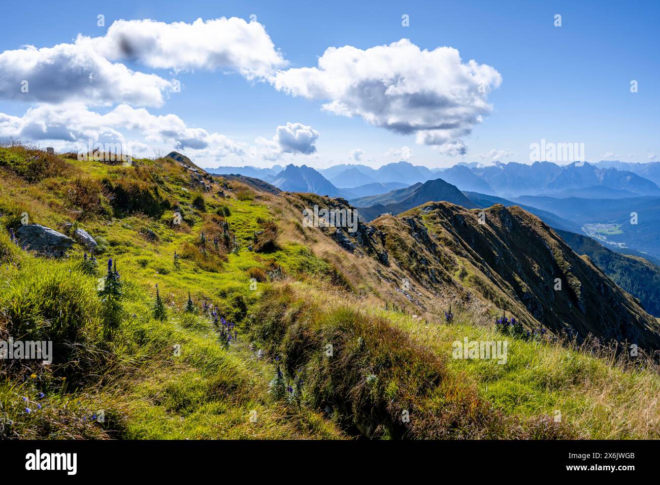 Green mountain meadow on a mountain ridge, Carnic Main Ridge, Carnic ...