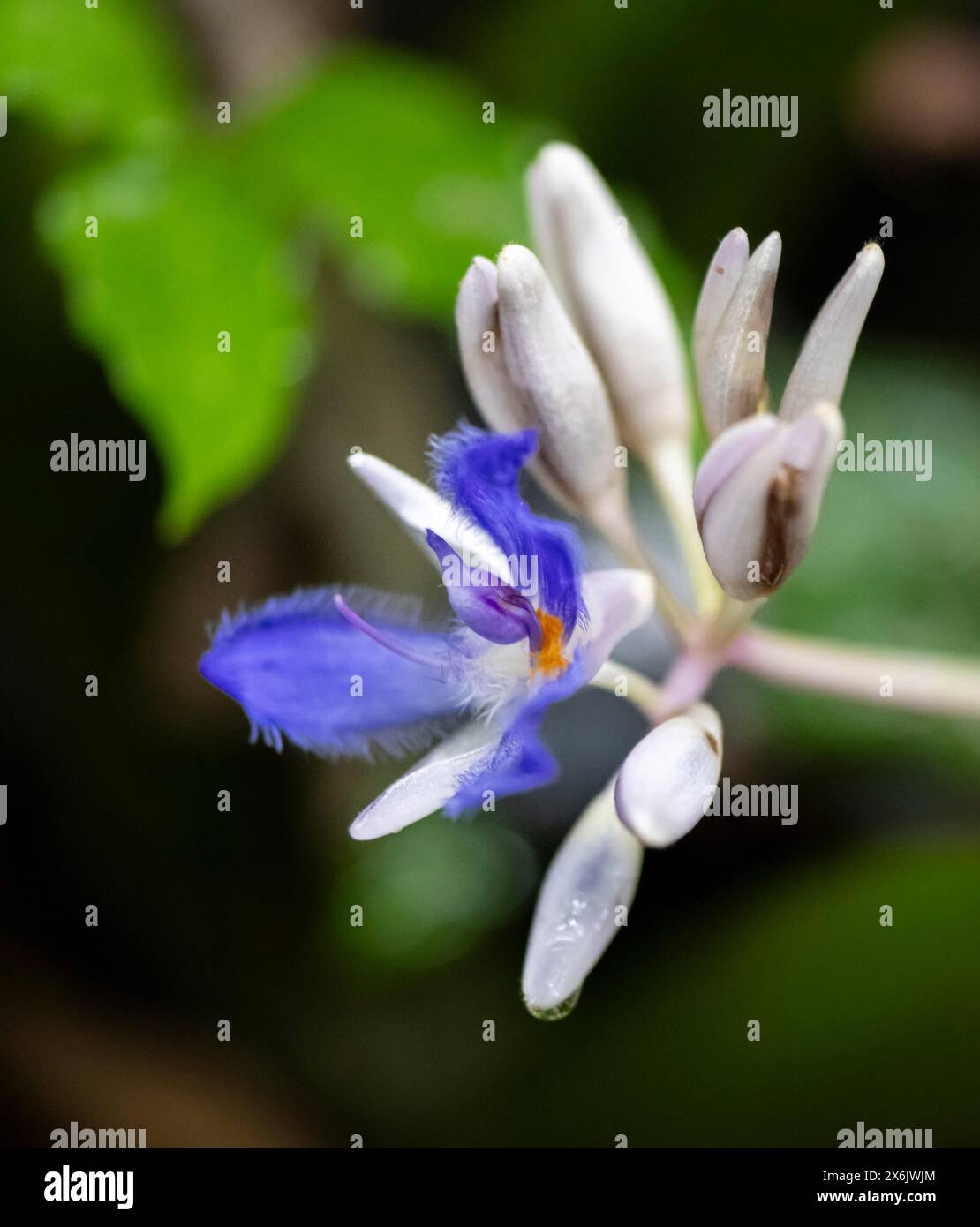 Fragrant snail thread (Cochliostema odoratissimum), blue flower ...
