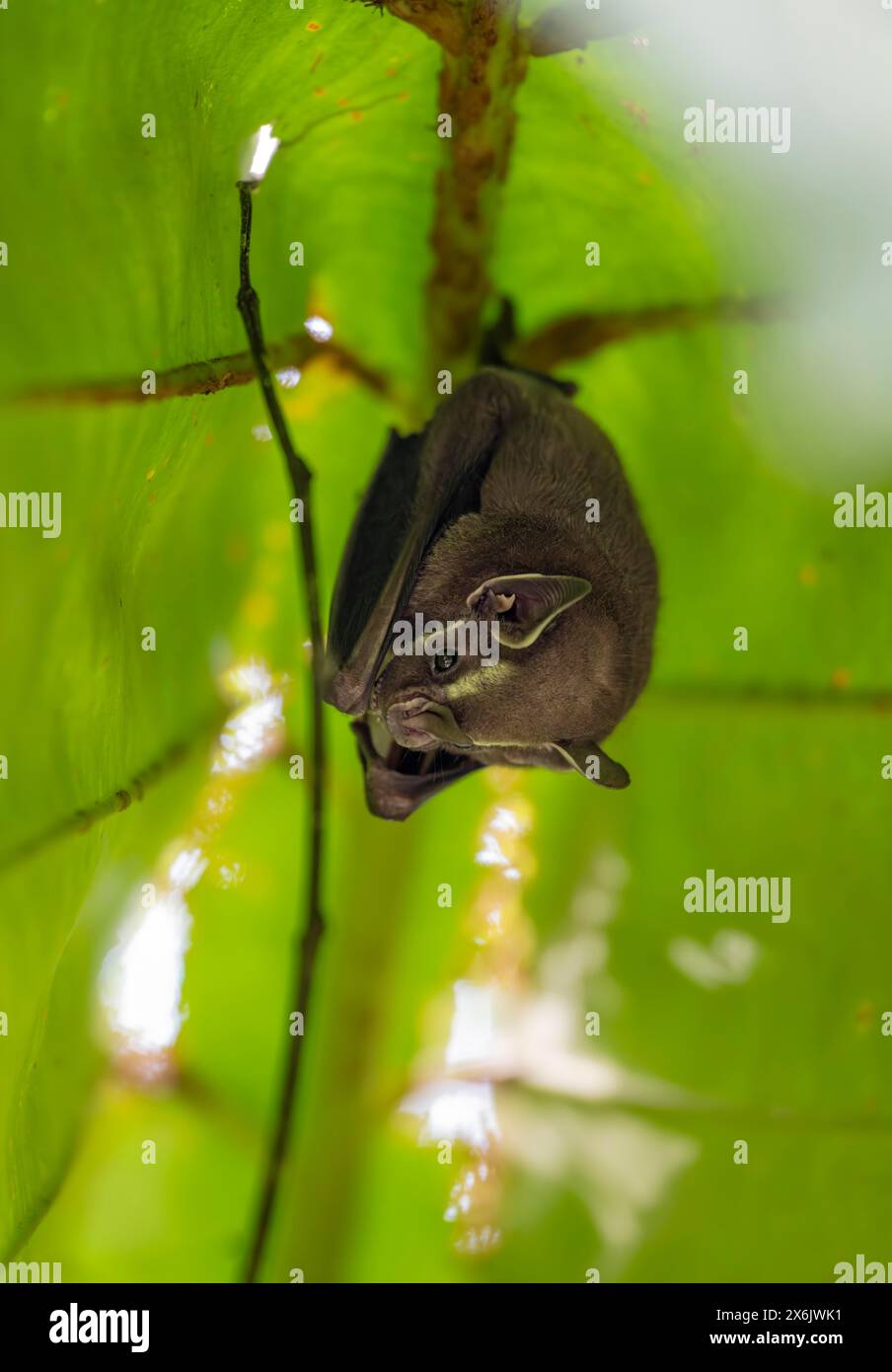 Tent-making bat (Uroderma bilobatum) hanging under a leaf, Tortuguero ...