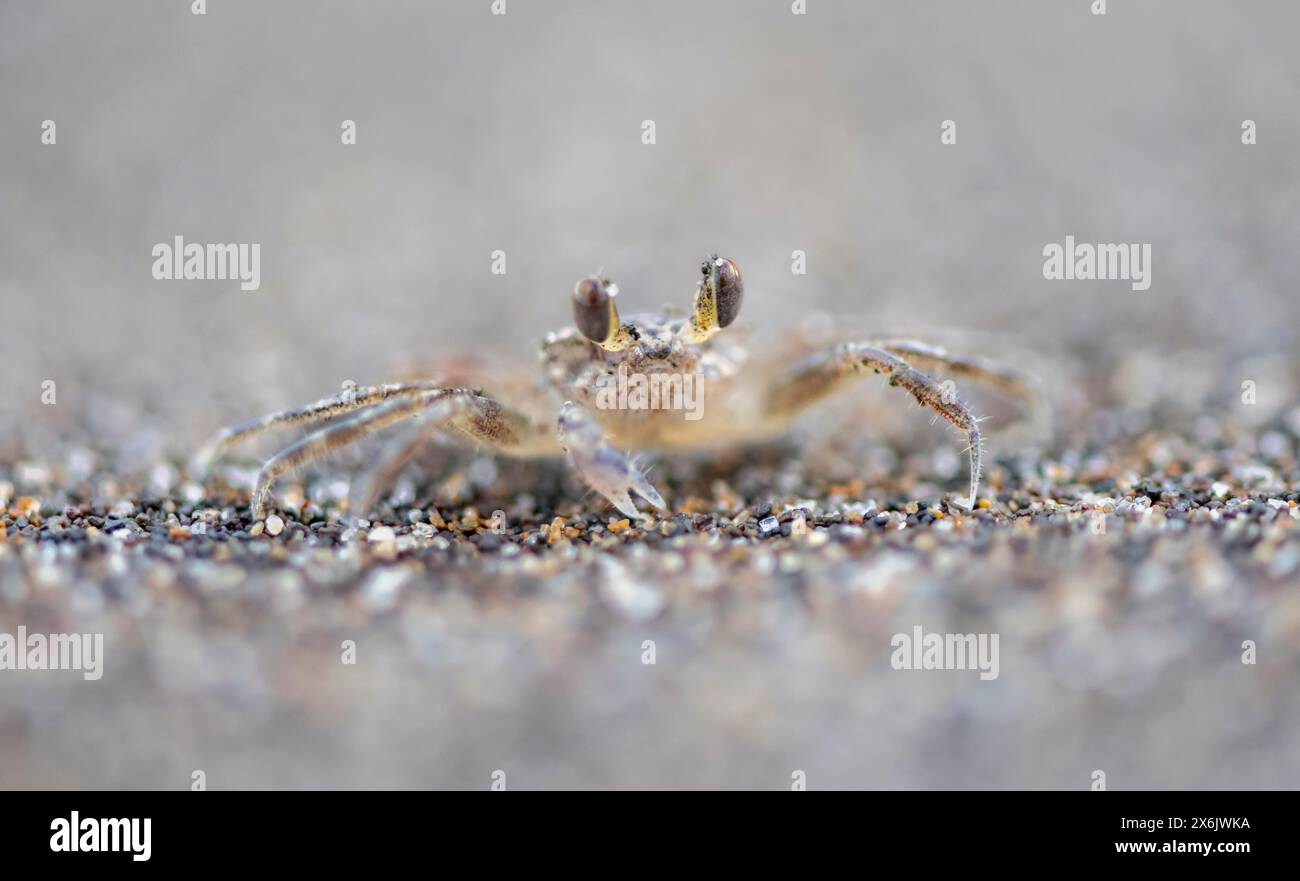 Small crab camouflaging itself in the sand, Tortuguero National Park ...