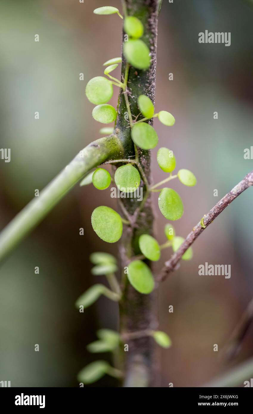 Climbing plant with small leaves, dwarf pepper (Peperomia rotundifolia ...