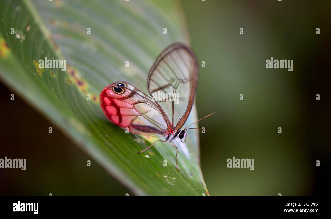Rusted Clearwing-Satyr or blushing phantom (Cithaerias pireta), sitting ...