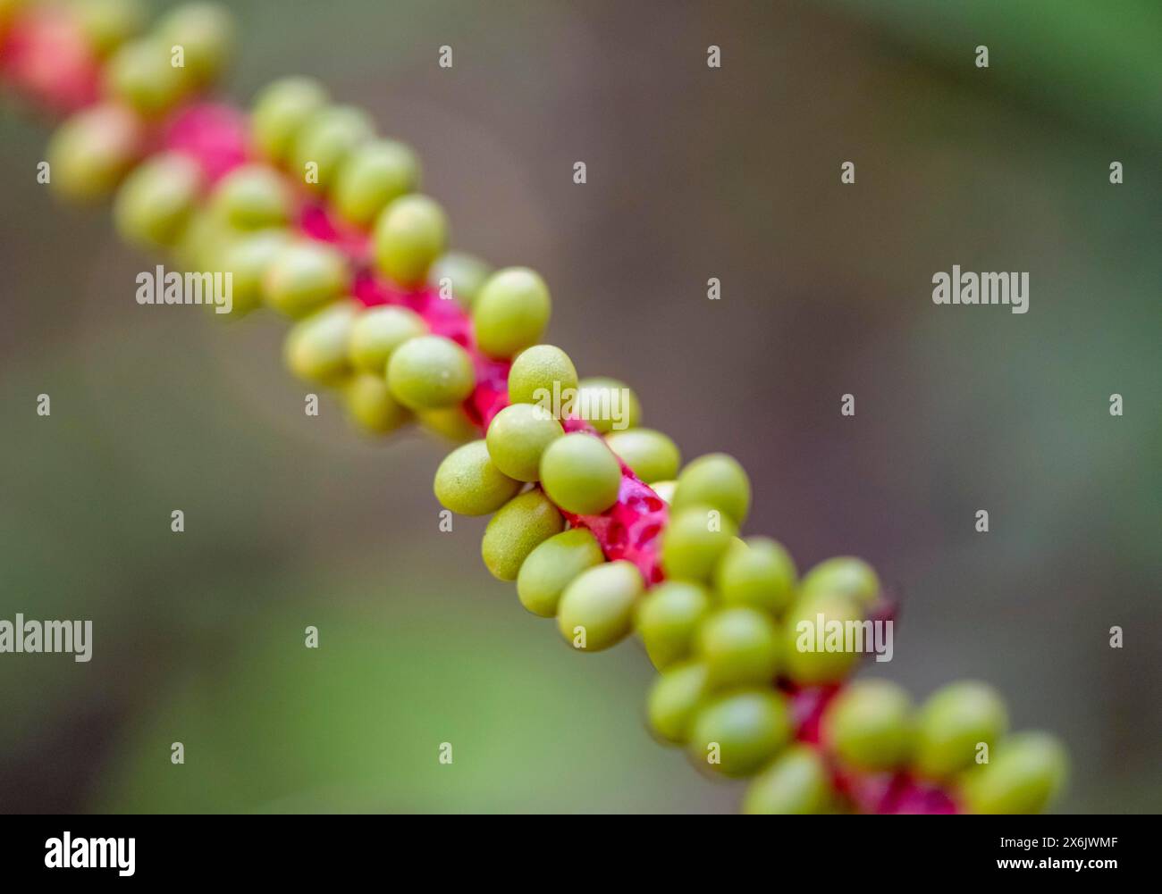 Fruits on the stem of a coligallo palm (Calyptrogyne ghiesbreghtiana ...