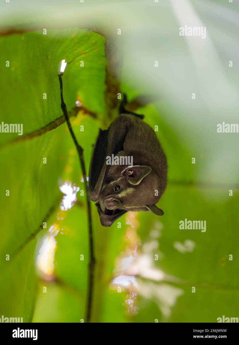 Tent-making bat (Uroderma bilobatum) hanging under a leaf, Tortuguero ...
