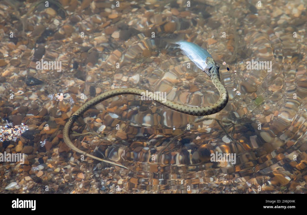Natrix tessellata water snake on the beach Stock Photo - Alamy