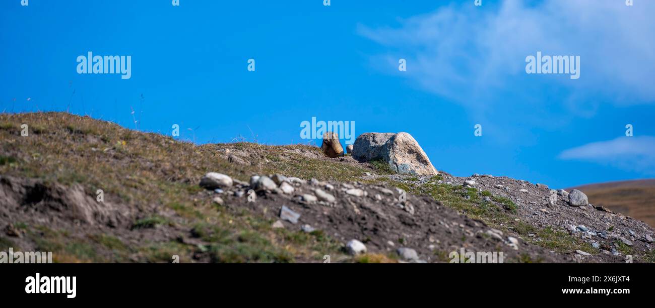 Gray marmot (Marmota baibacina) looking out of its hole, Sary Tash ...
