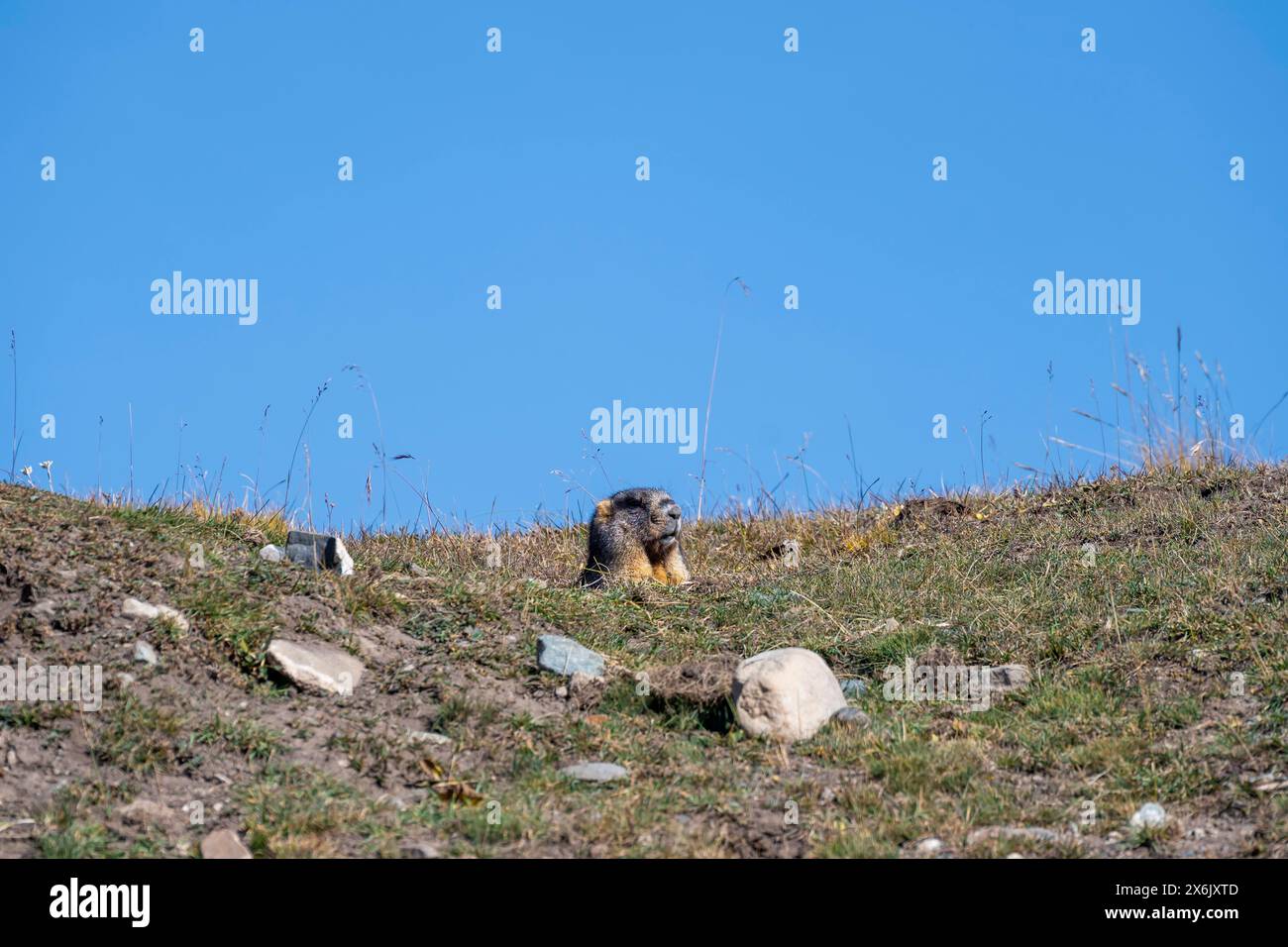 Gray marmot marmota baibacina hi-res stock photography and images - Alamy