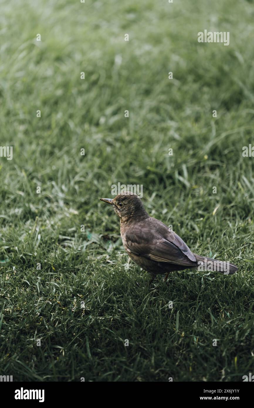 Curious Bird in nature in a meadow. Taken in Auckland, New Zealand ...