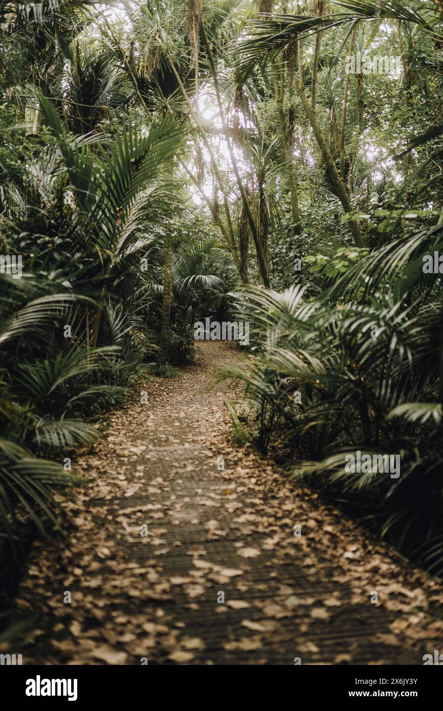 Hike through mystical tropical forest at sunset. Taken in a park in ...