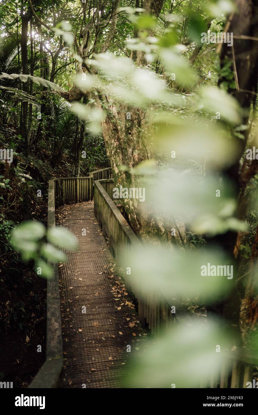 A wooden bridge connects hiking trail through tropical forest in the ...