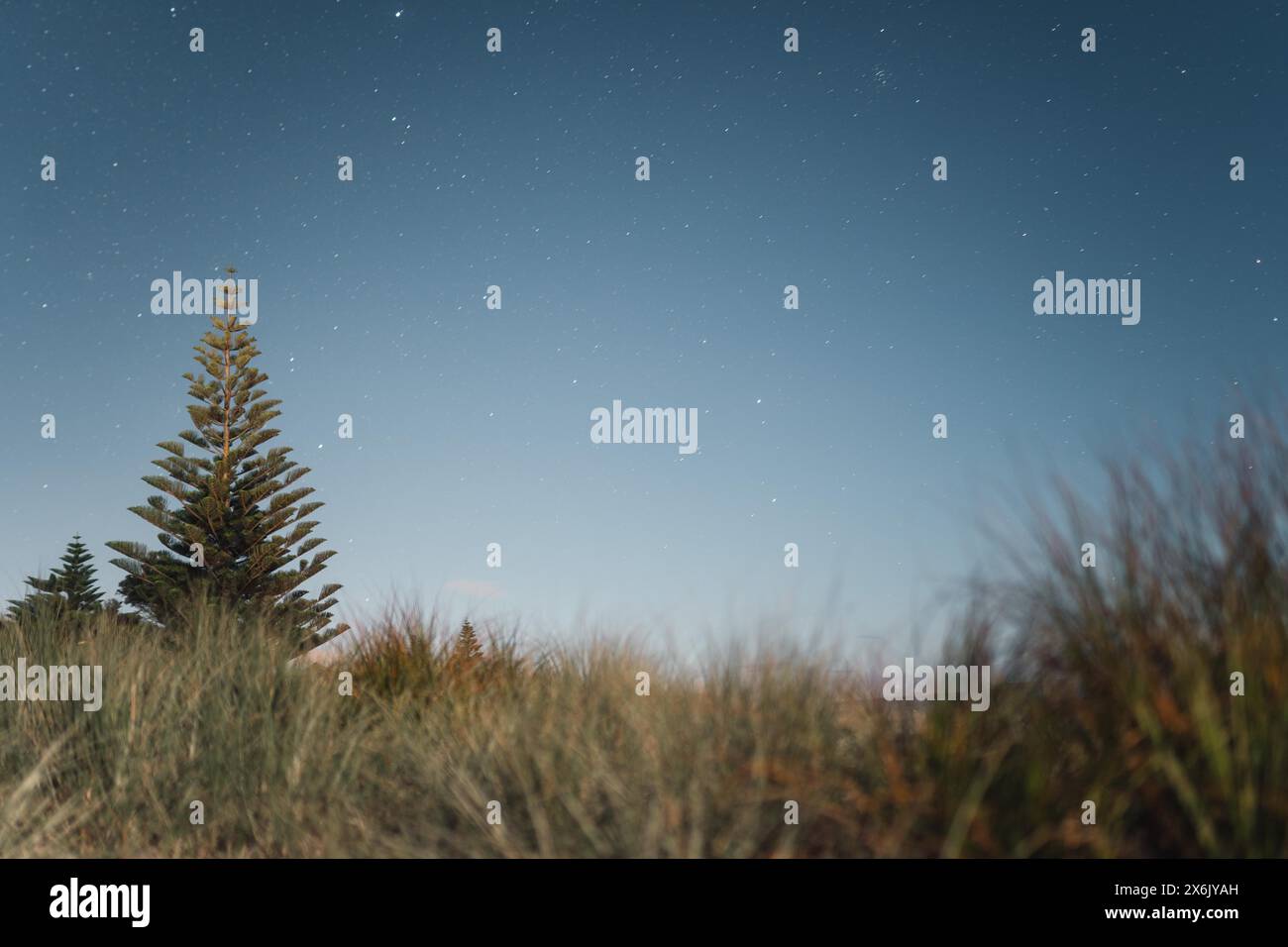 Night shot of a single fir tree surrounded by grasses under a starry ...