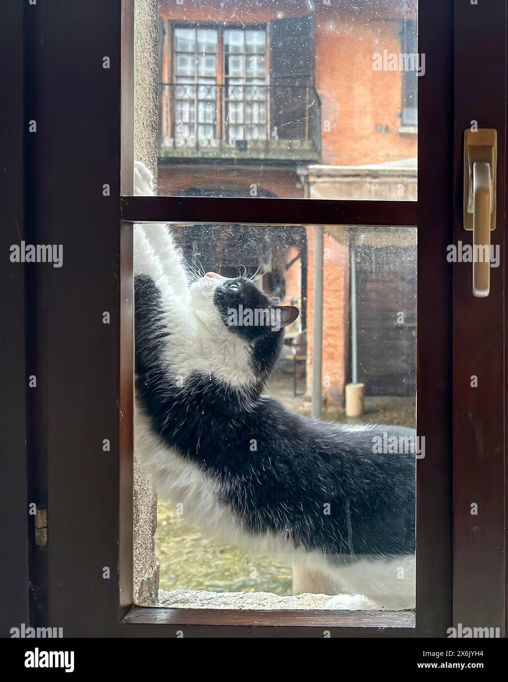 Cat Stretching in a Window in Switzerland Stock Photo - Alamy