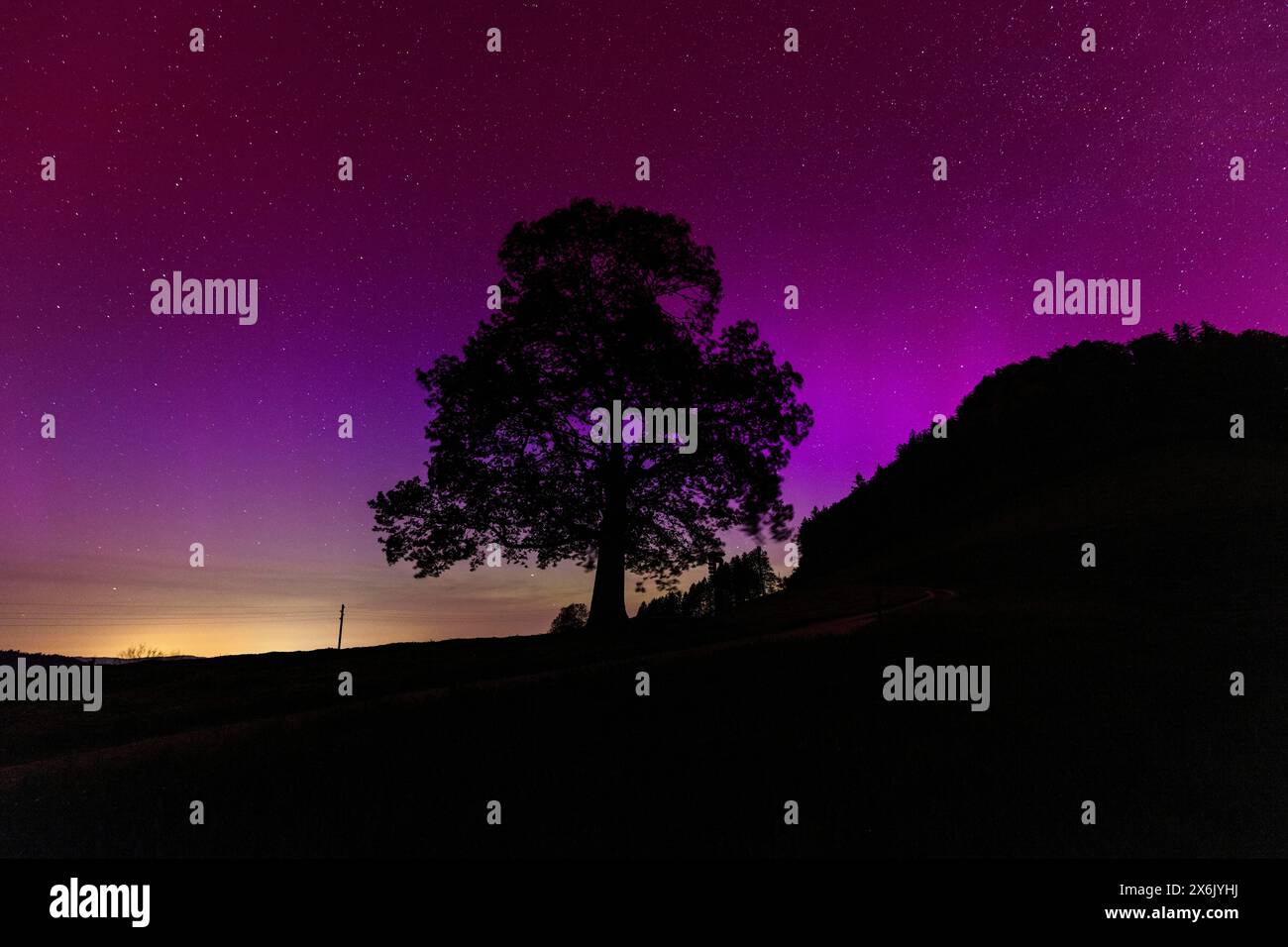 Silhouette of lime tree in front of aurora borealis, northern lights ...