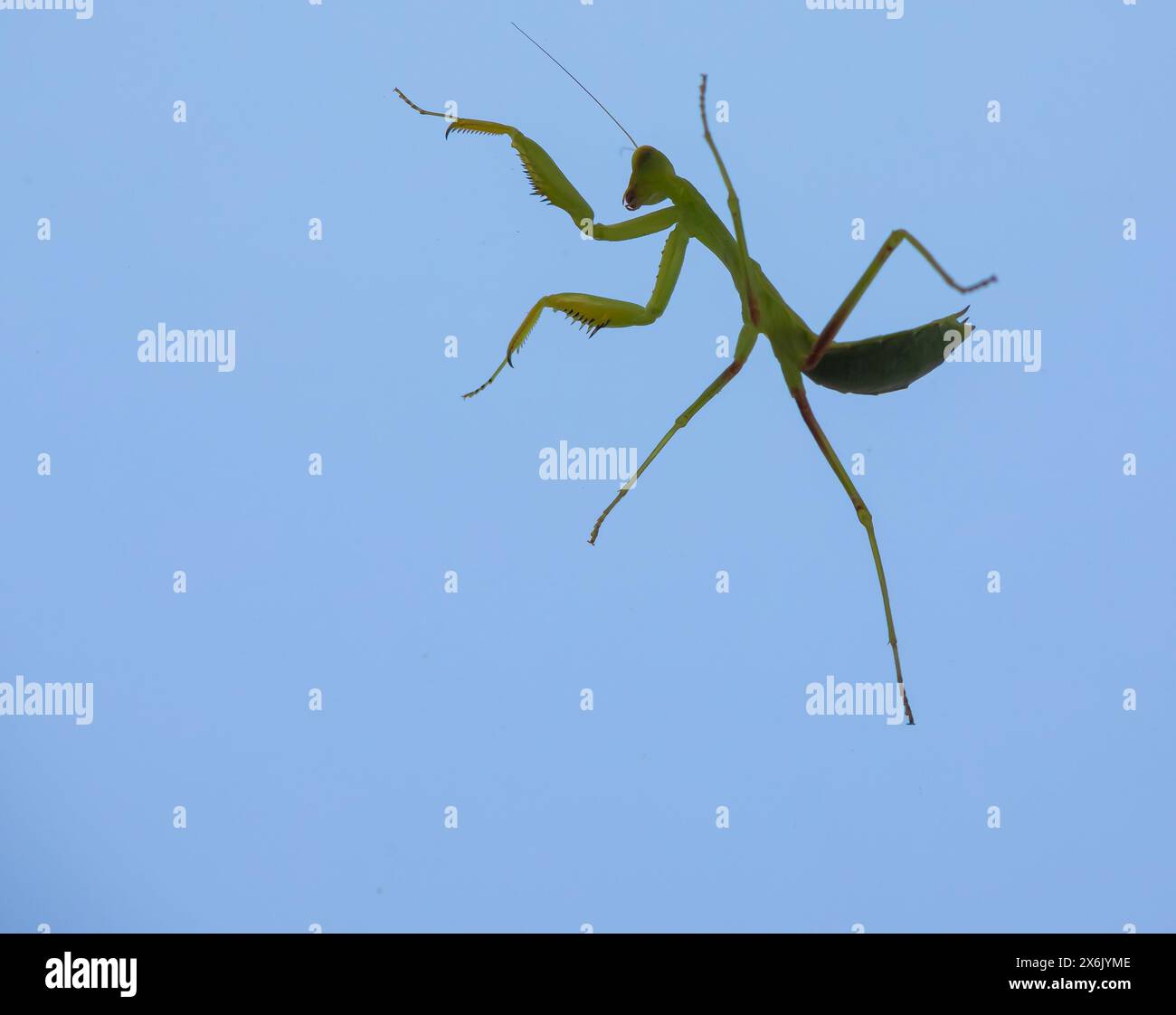 Side view green praying mantis hi-res stock photography and images - Alamy