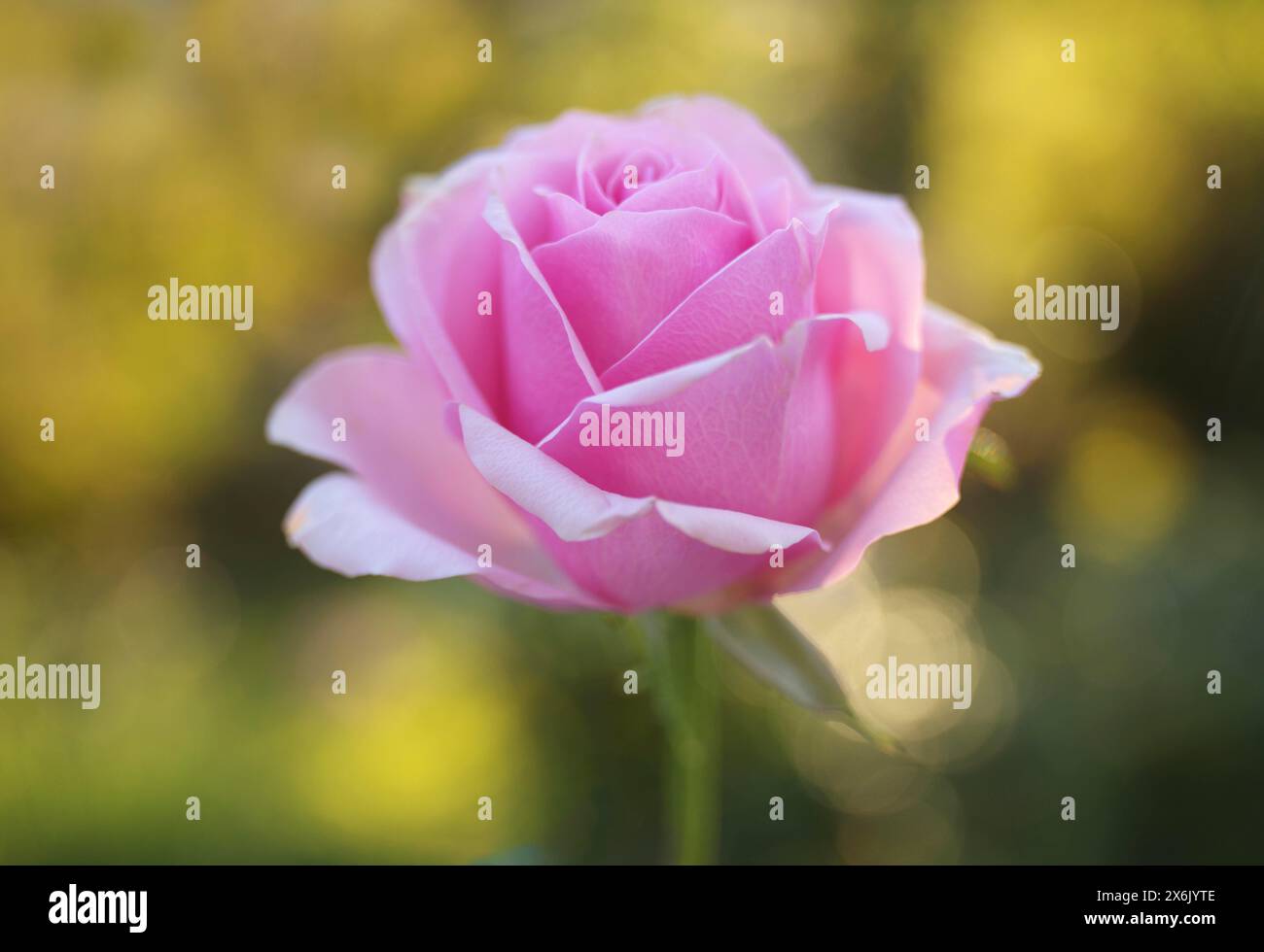 Pink-coloured rose (Rosa), blossom, close-up, Stuttgart Baden ...