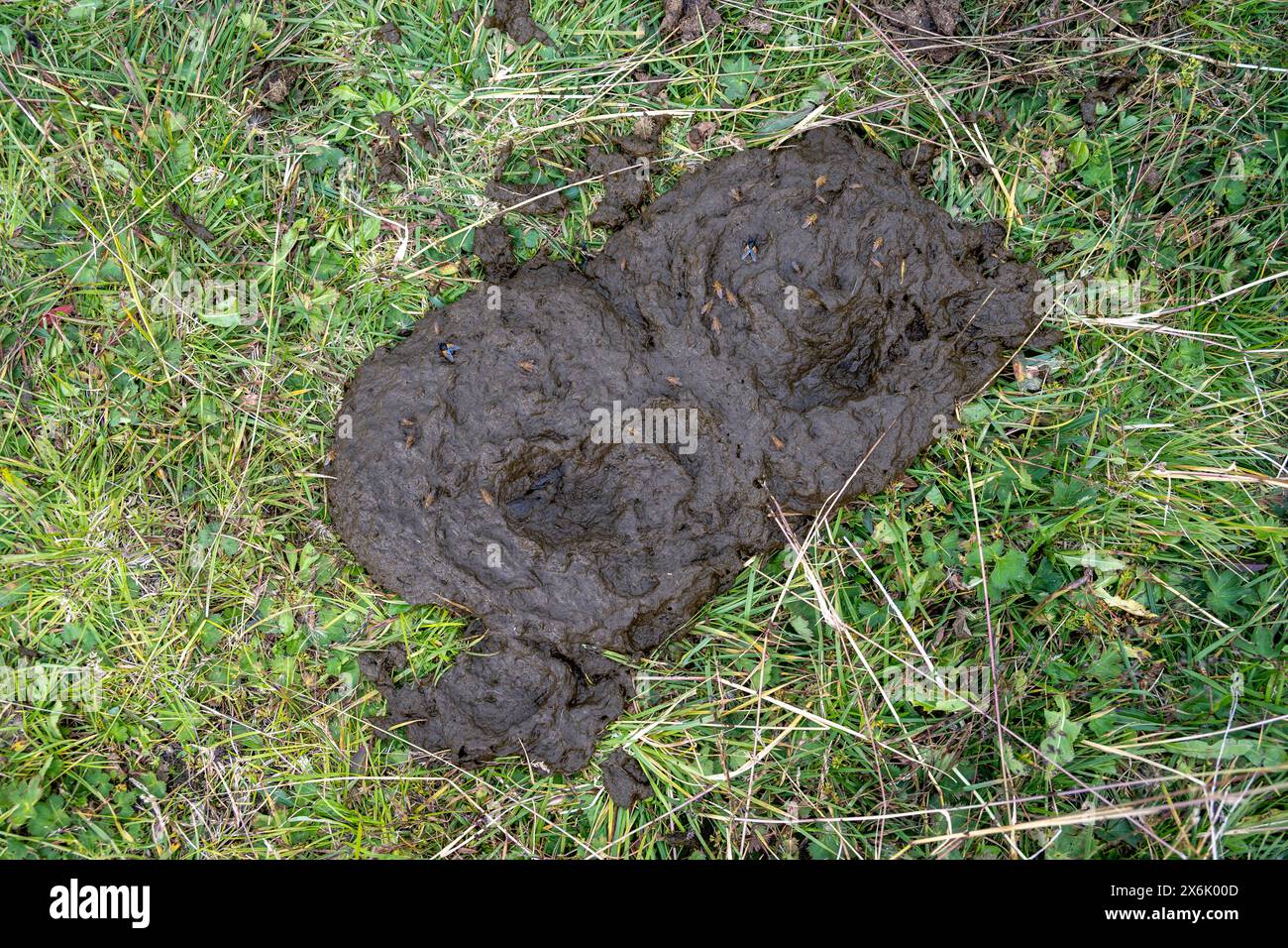 Cow pats hi-res stock photography and images - Alamy