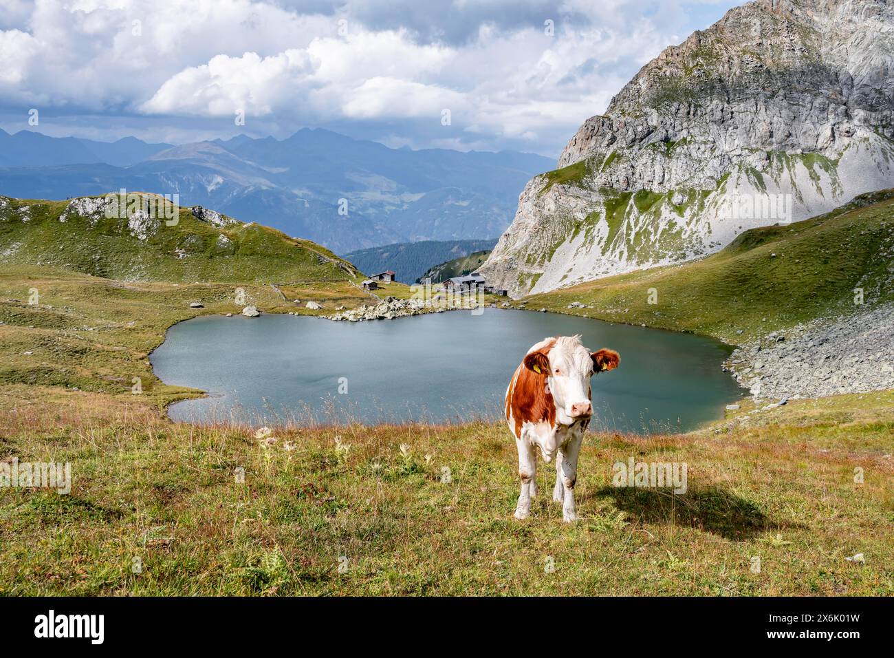 Cows at the mountain lake Obstansersee between green mountain meadows ...
