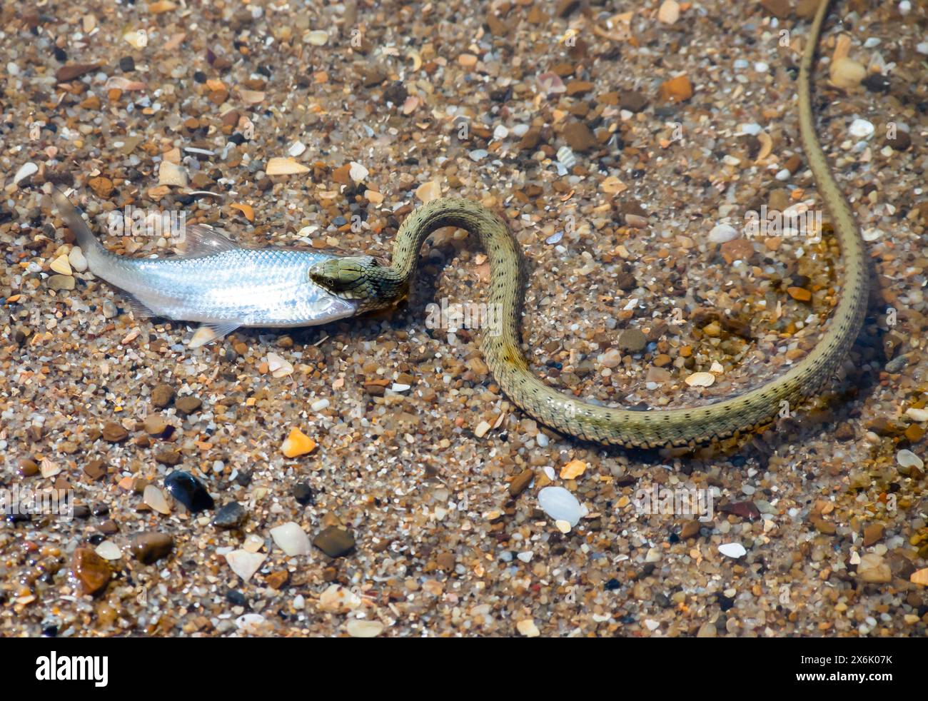 Natrix tessellata water snake on the beach Stock Photo - Alamy