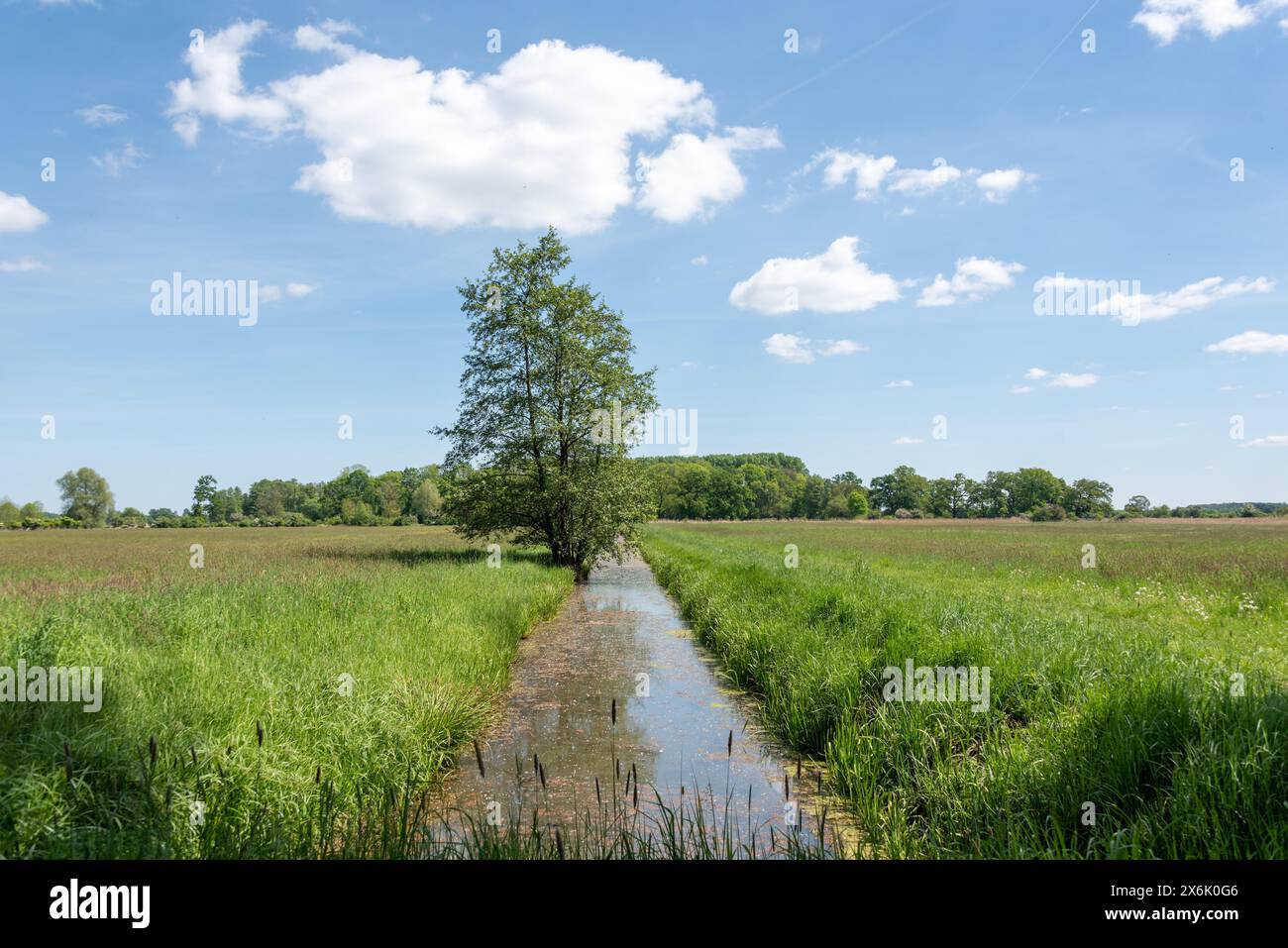 Quiet watercourse, irrigation ditch, melioration ditch, meadow ...