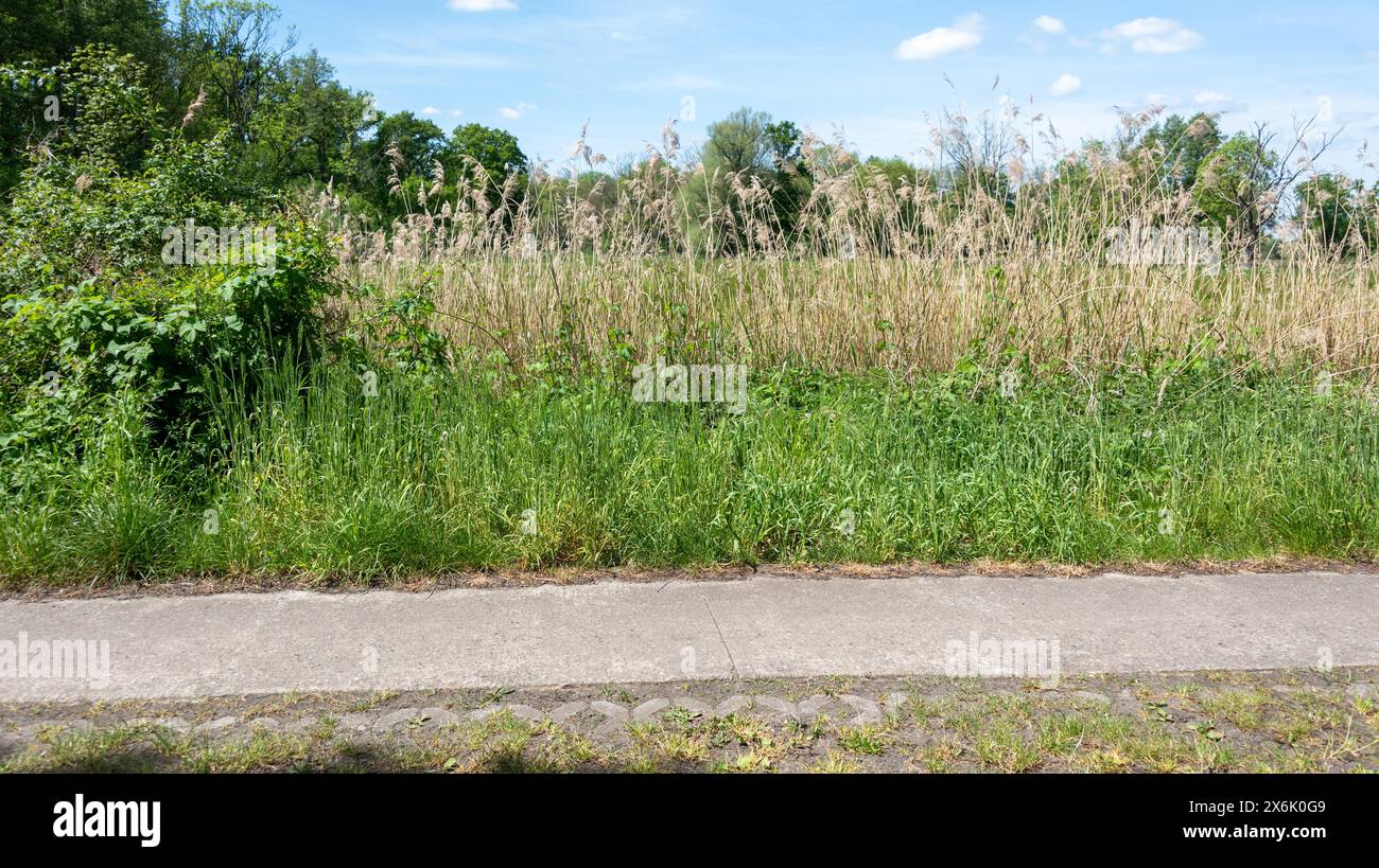 Roadside with tall grass and wild plants next to a flagstone path ...