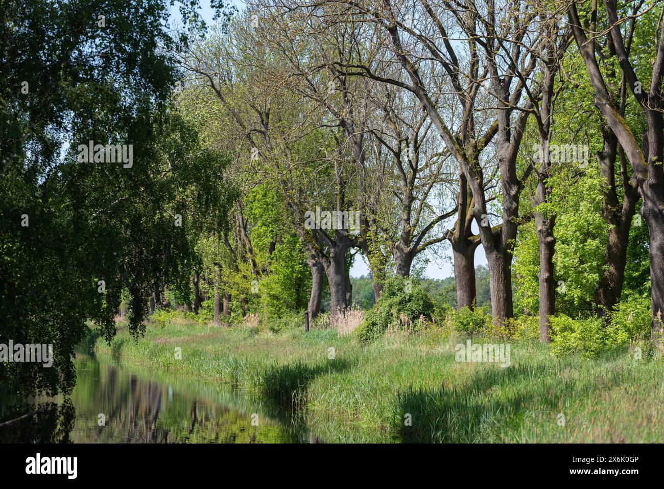 Avenue of trees by a quiet moat with lush greenery, Droemling Biosphere ...
