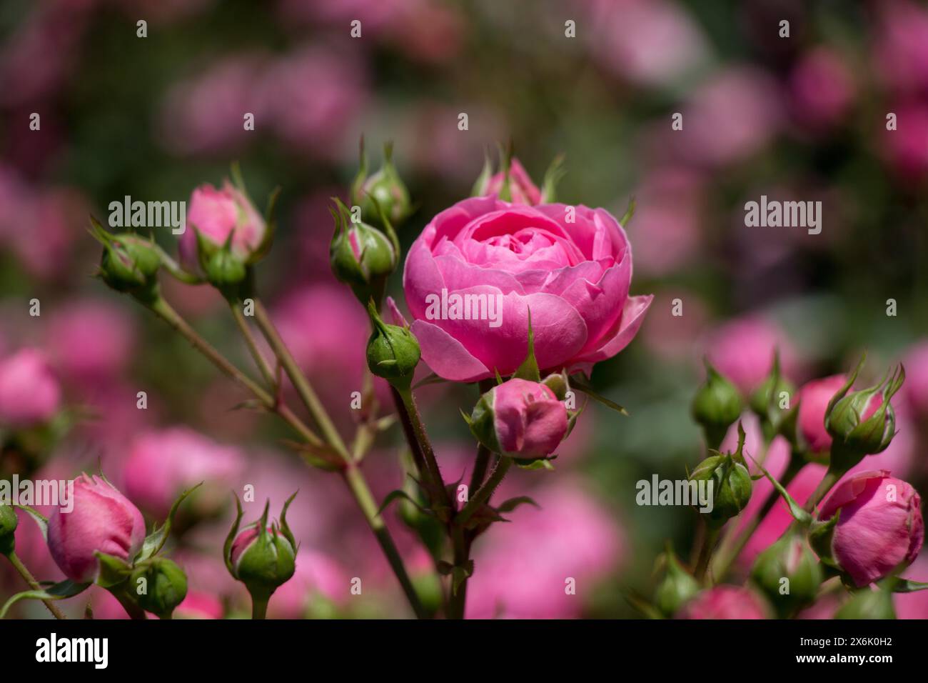 Blooming beautiful colorful roses in the garden background Stock Photo ...
