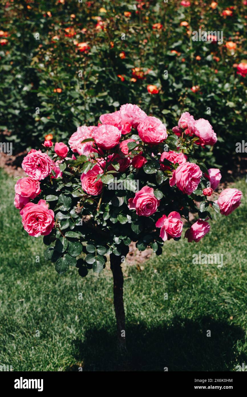 Rose tree with pink roses in a rose garden Stock Photo - Alamy