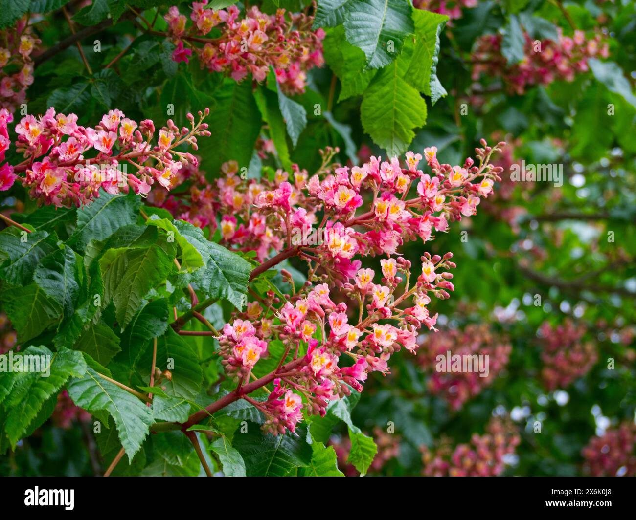 Red chestnut tree hi-res stock photography and images - Alamy