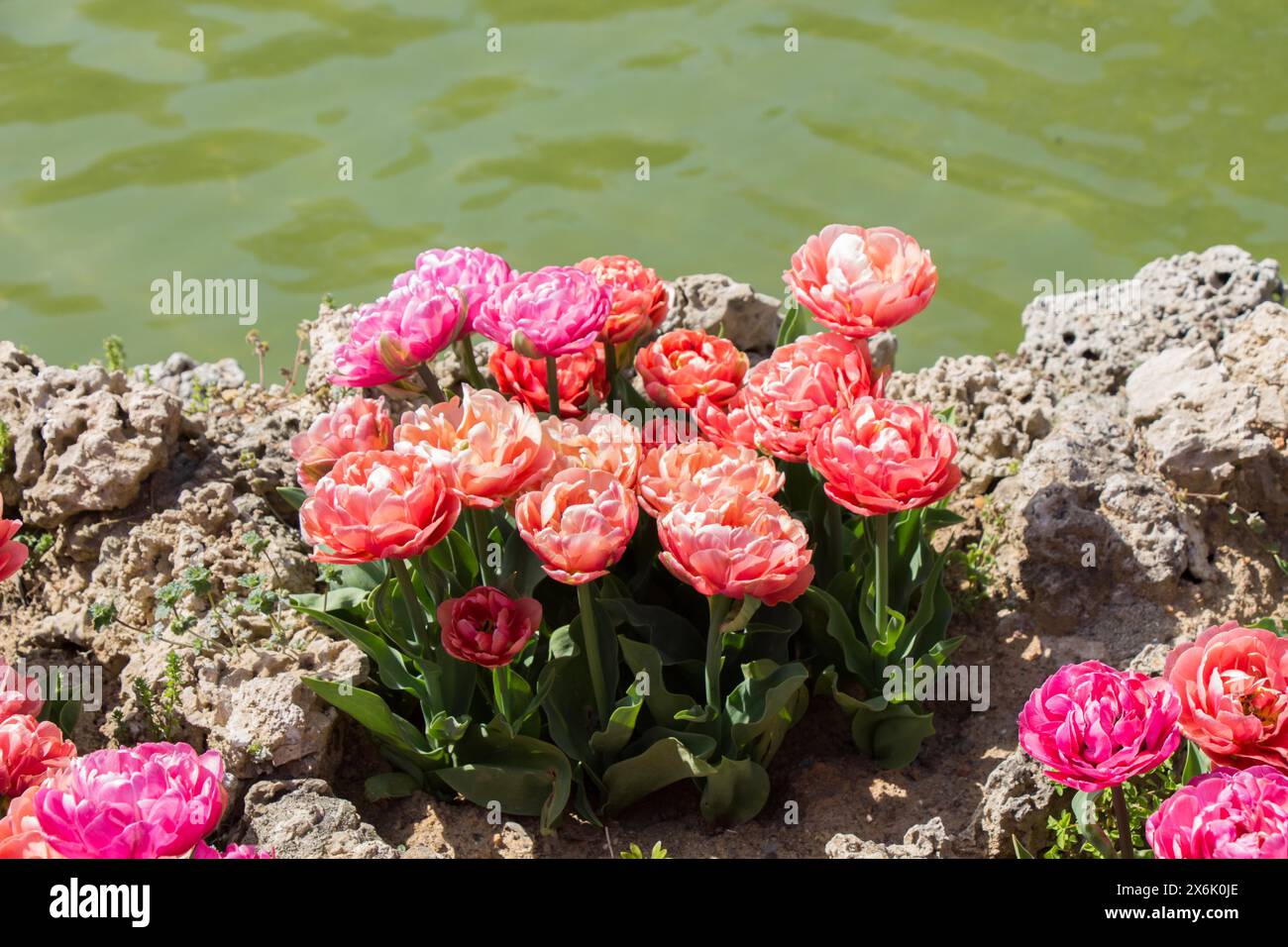 Colorful tulip flowers bloom in spring beside a pond Stock Photo - Alamy