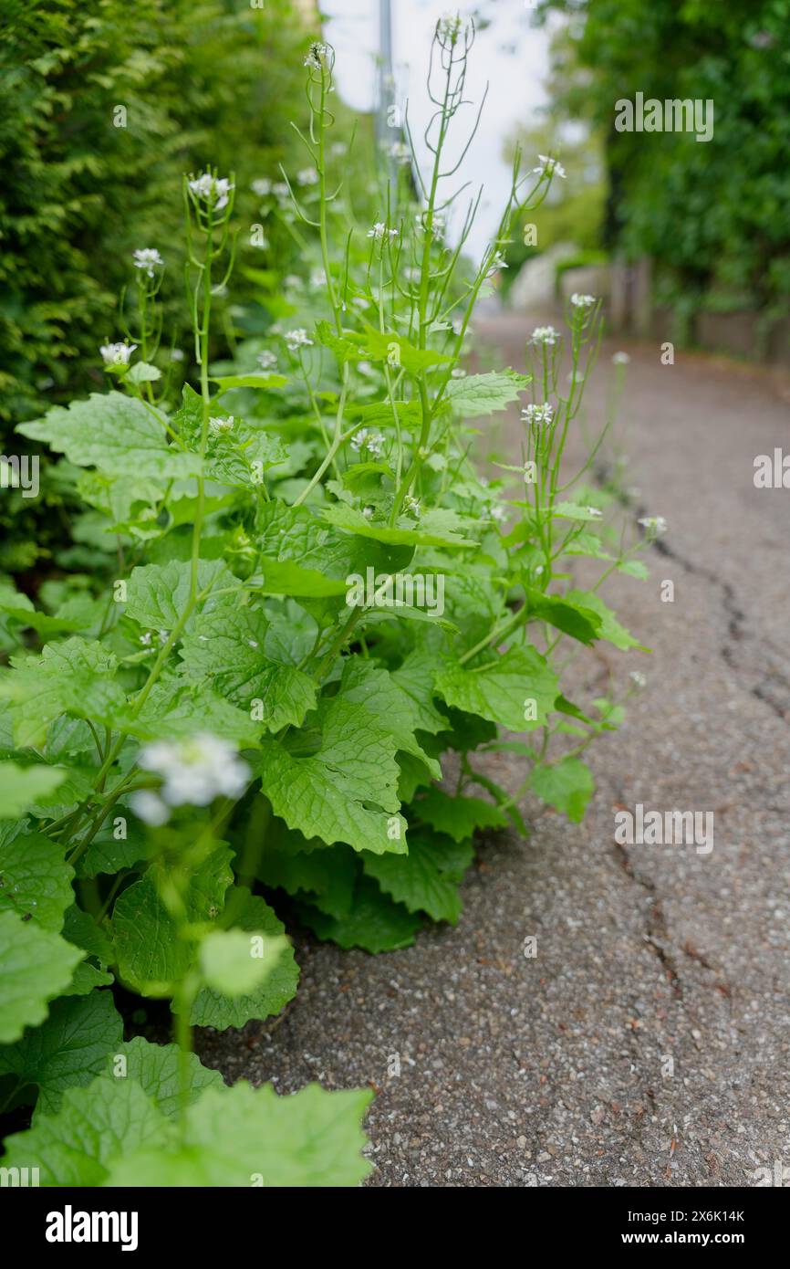Cracks in asphalt, footpath, garlic mustard (Alliaria petiolata), urban ...