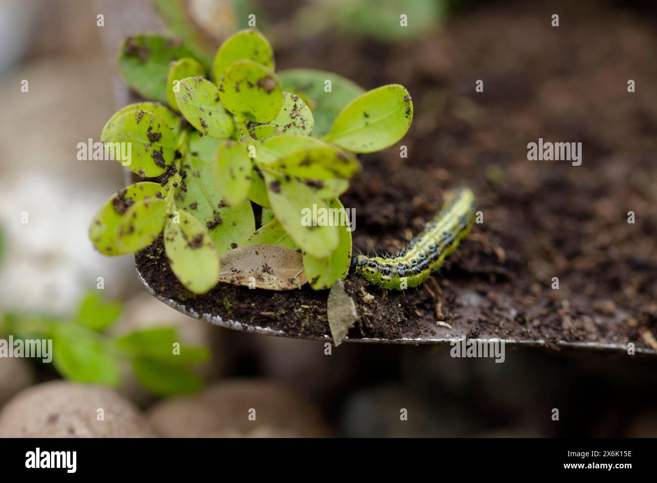 Caterpillar of the box tree moth (Cydalima perspectalis), pest, garden ...