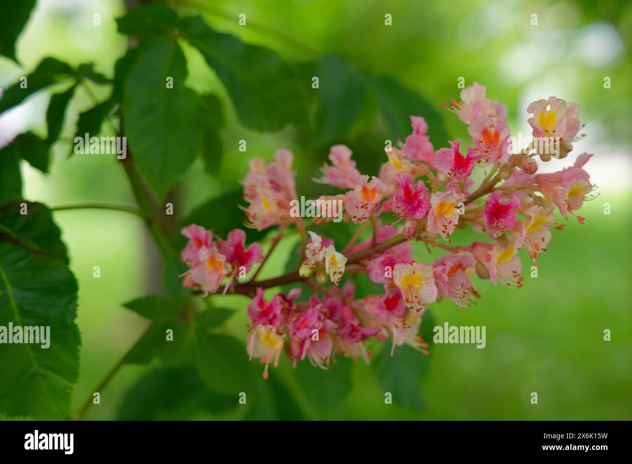 Inflorescence of the Red horse-chestnut (Aesculus carnea), chestnut ...